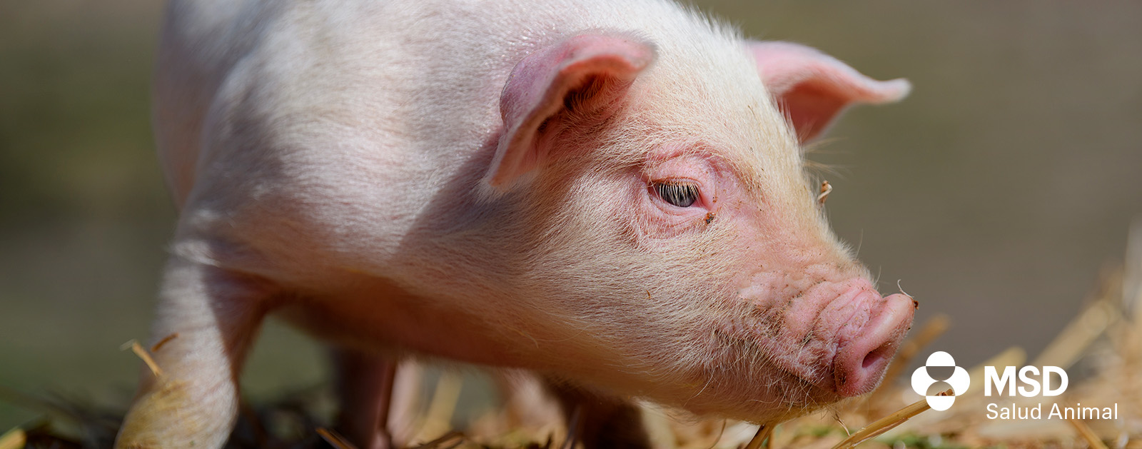 El impacto económico de la ileítis en la industria porcina - Global Swine